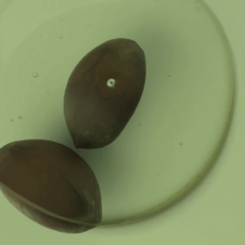 Sesderma Sescacay Rejuvenating Eye Cream for Sensitive Skin - SweetCare ...